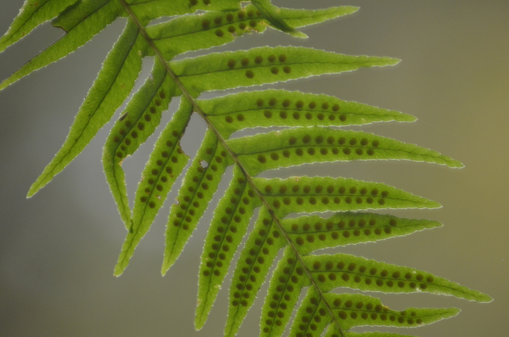 licorice fern from Ladysmith, BC, Canada on November 03, 2024 at 01:42 ...