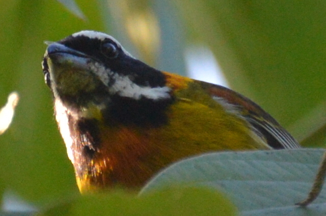 Puerto Rican Spindalis (Spindalis portoricensis) - Avian Discovery
