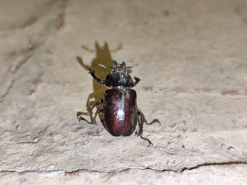 Sphaenognathus from Comarapa, Bolívia on November 3, 2024 at 07:12 PM ...