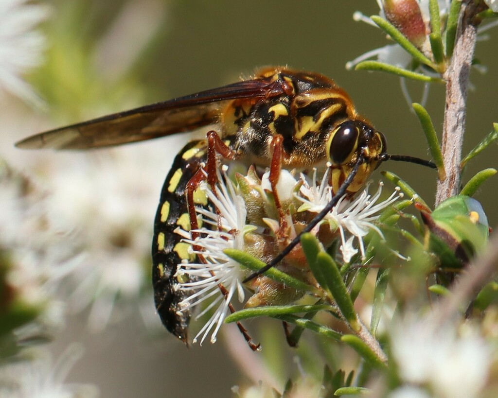 Thynnid Flower Wasps from Sydney NSW, Australia on October 23, 2024 at ...
