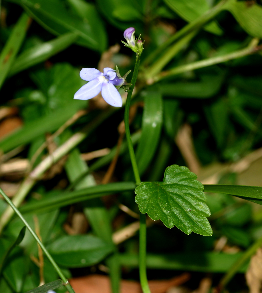 forest lobelia from Denham Scenic Reserve (Back Creek), Beechmont QLD ...