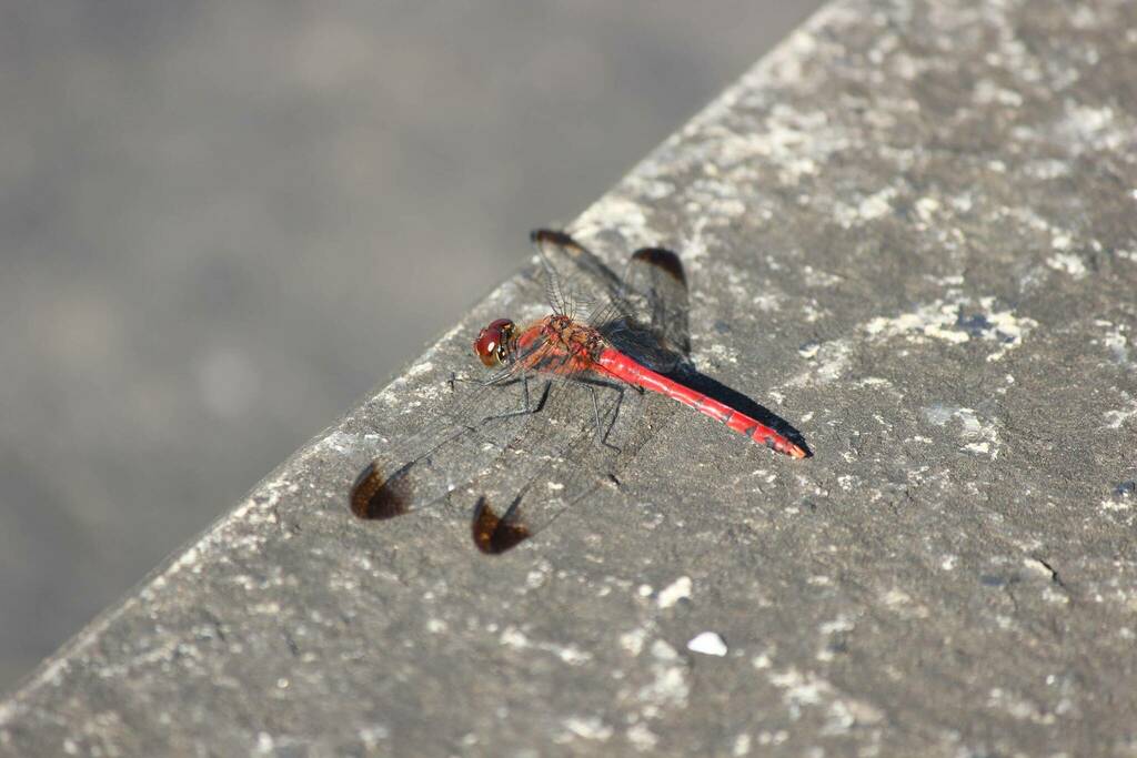 Sympetrum baccha matutinum from 長池公園 on November 3, 2024 at 01:29 PM by ...