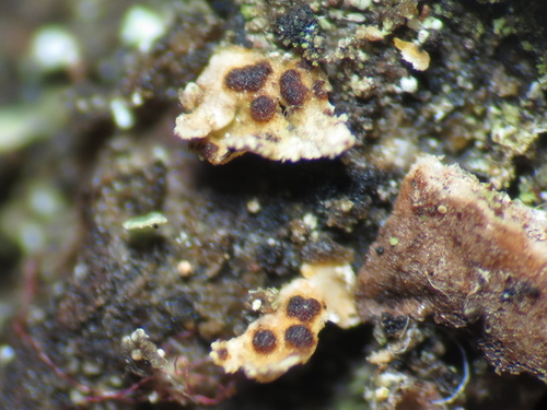 Arthonia colombiana · iNaturalist