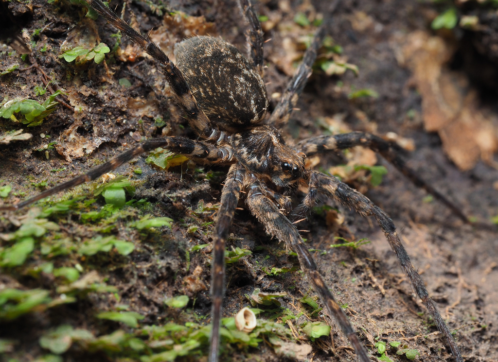 Cycloctenus from Oropi 3173, New Zealand on November 3, 2024 at 12:30 ...
