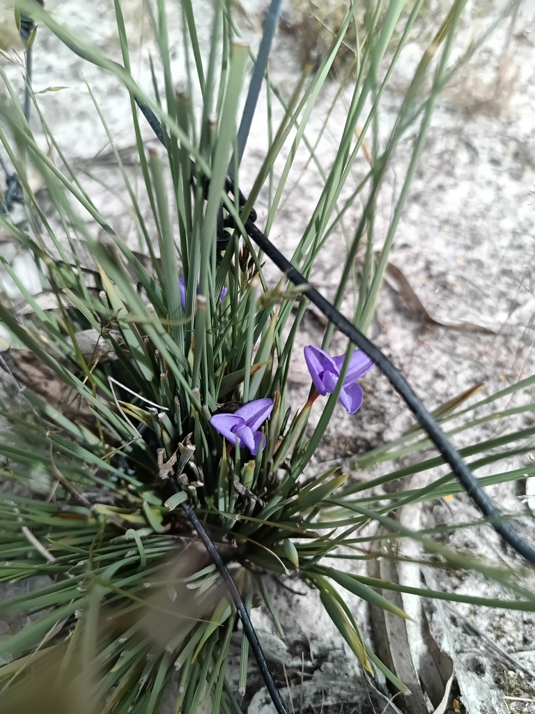 Short Purple-flag from Kadnook VIC 3318, Australia on November 4, 2024 ...