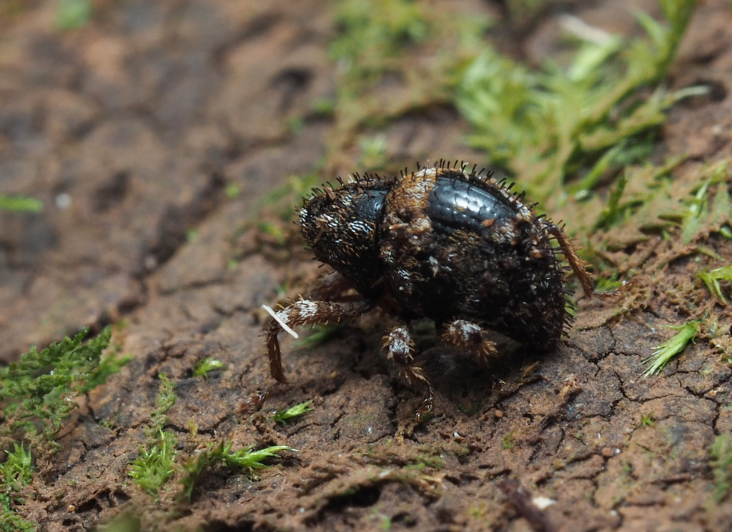 Scelodolichus from Oropi 3173, New Zealand on November 3, 2024 at 12:48 ...