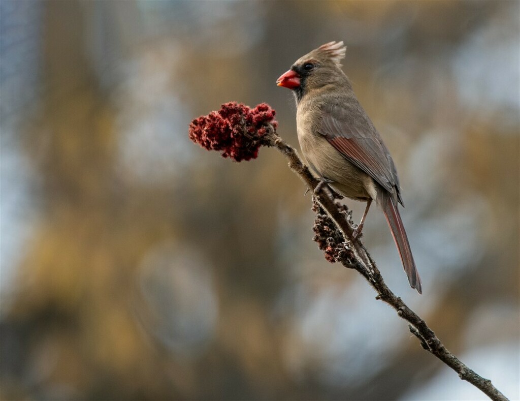 Northern Cardinal from Thornhill, Vaughan, ON, Canada on November 3 ...