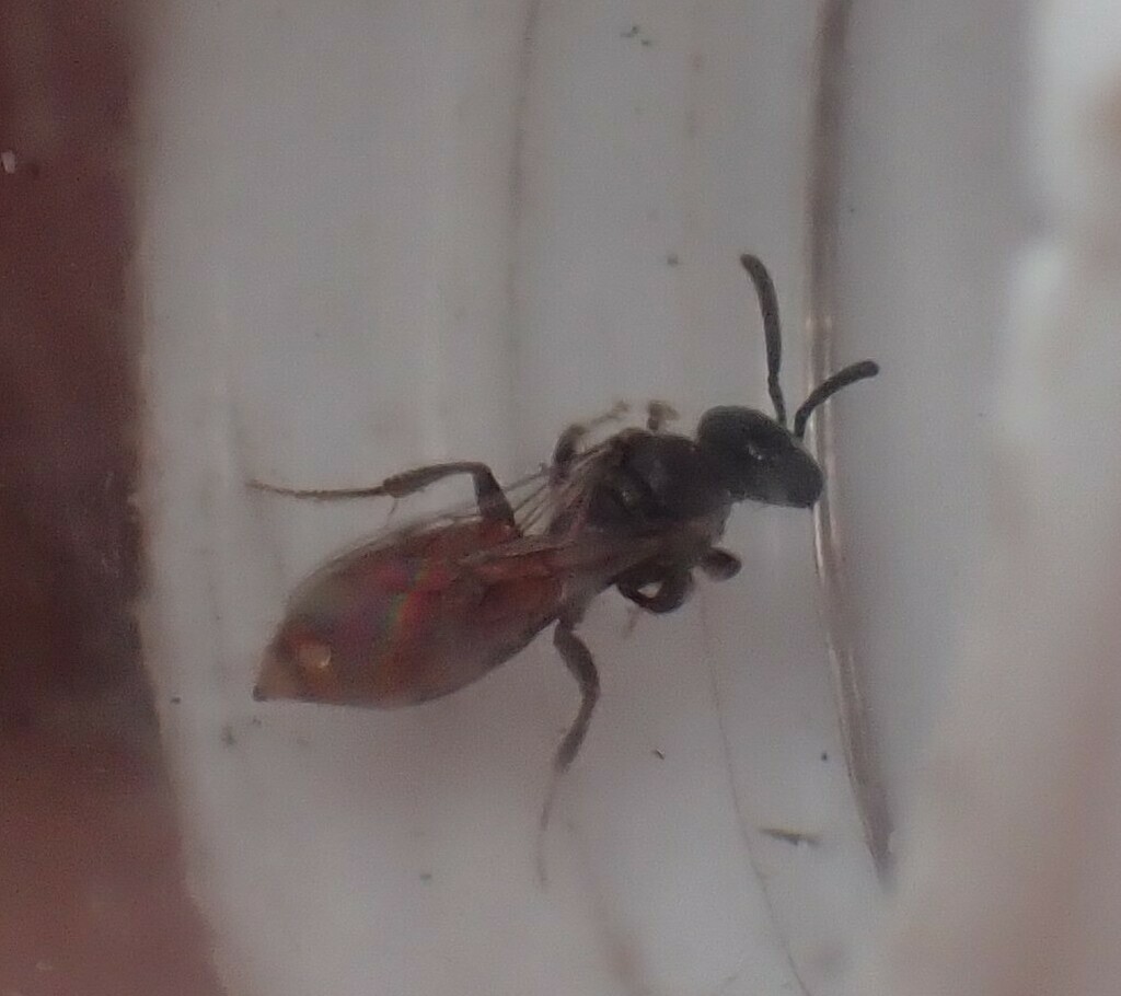 Blood Bees from East Lake, FL, USA on November 3, 2024 at 11:13 AM by ...