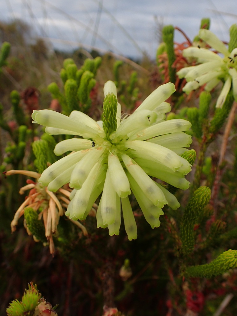 Bottle Green Heath from Overberg District Municipality, South Africa on ...