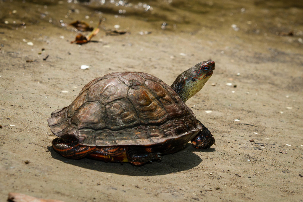 Painted Wood Turtle in July 2013 by Bryan Box · iNaturalist