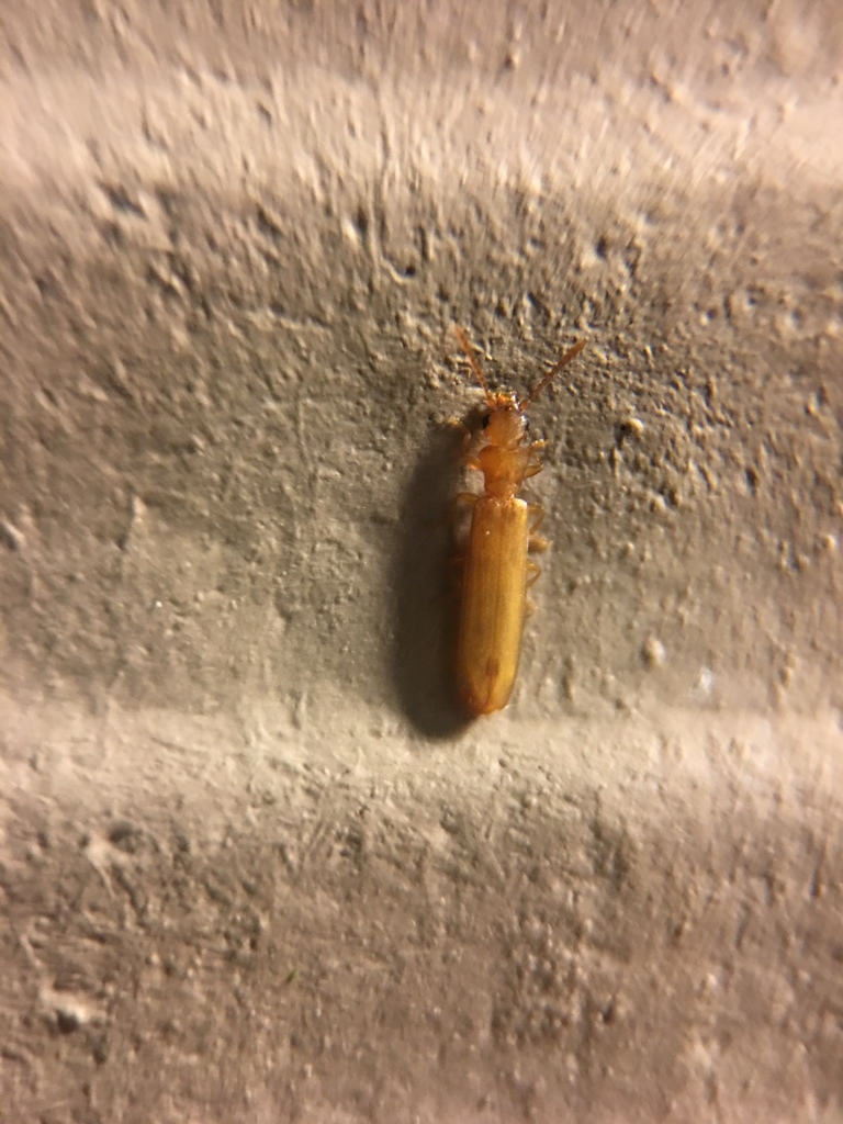 Hemipeplus microphthalmus from 101 Park Pl, Covington, LA, US on July ...