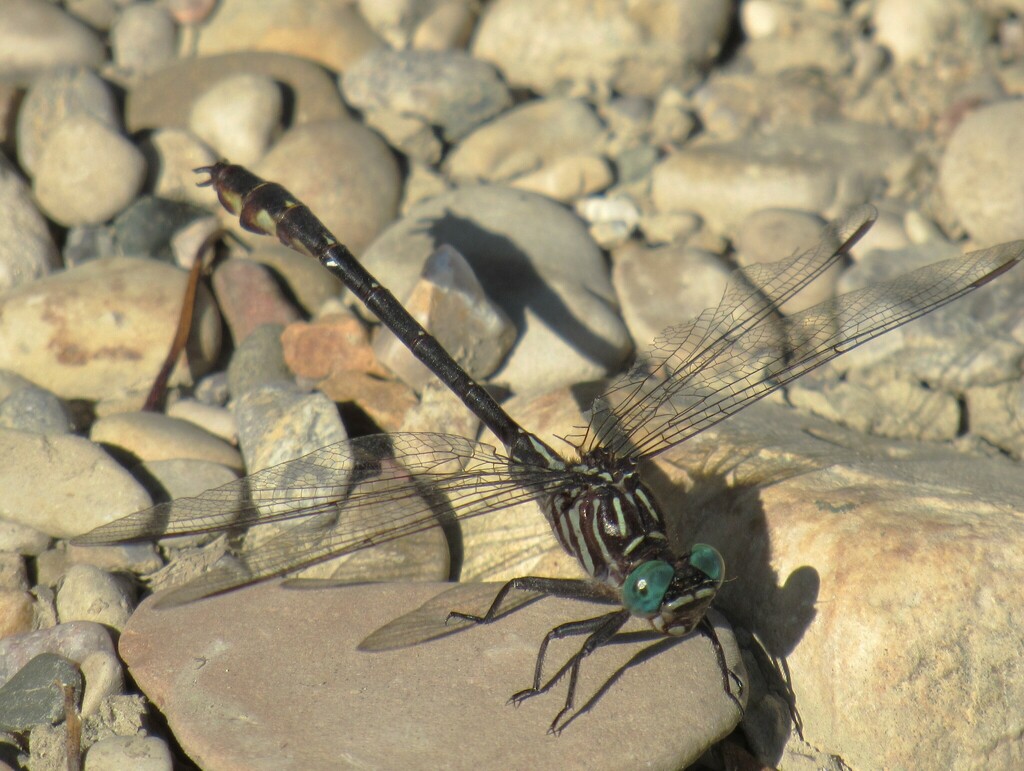 Elusive Clubtail from Otto Armleder, Cincinnati, OH, USA on November 3 ...