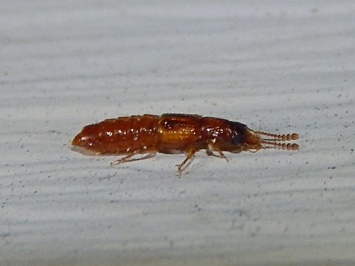 Genus Manda · iNaturalist