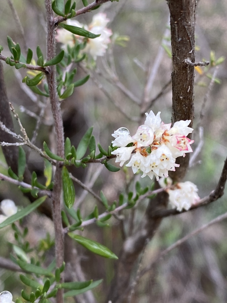 prickly cryptandra from Conimbla National Park, Cowra, NSW, AU on July ...