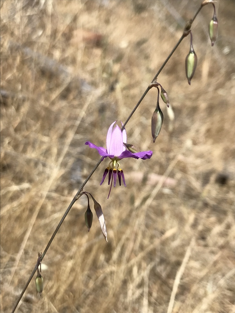 Nodding Chocolate Lily from Shepherds Hill Recreation Park, Eden Hills ...