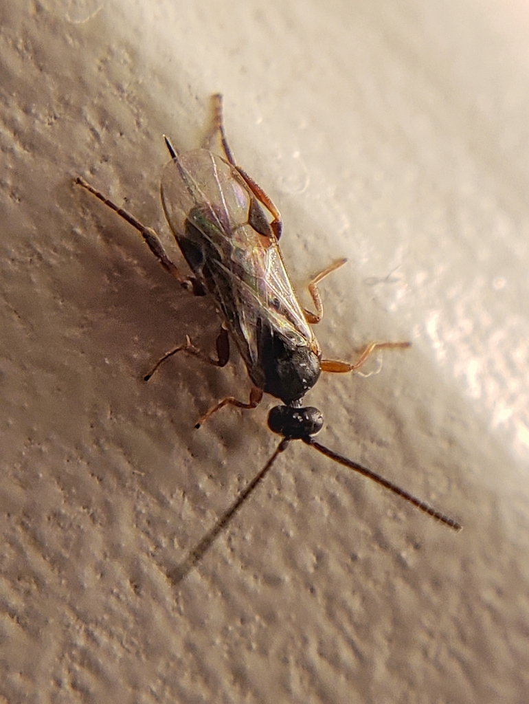 Cabbage White Parasitoid Wasp from Toronto, ON M6P 1Z3, Canada on ...