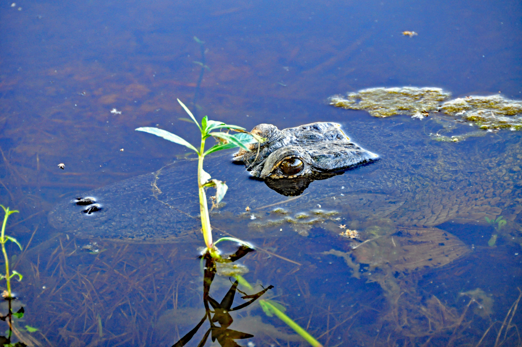 American Alligator from Sheldon Reservoir, Texas 77044, USA on March 24 ...
