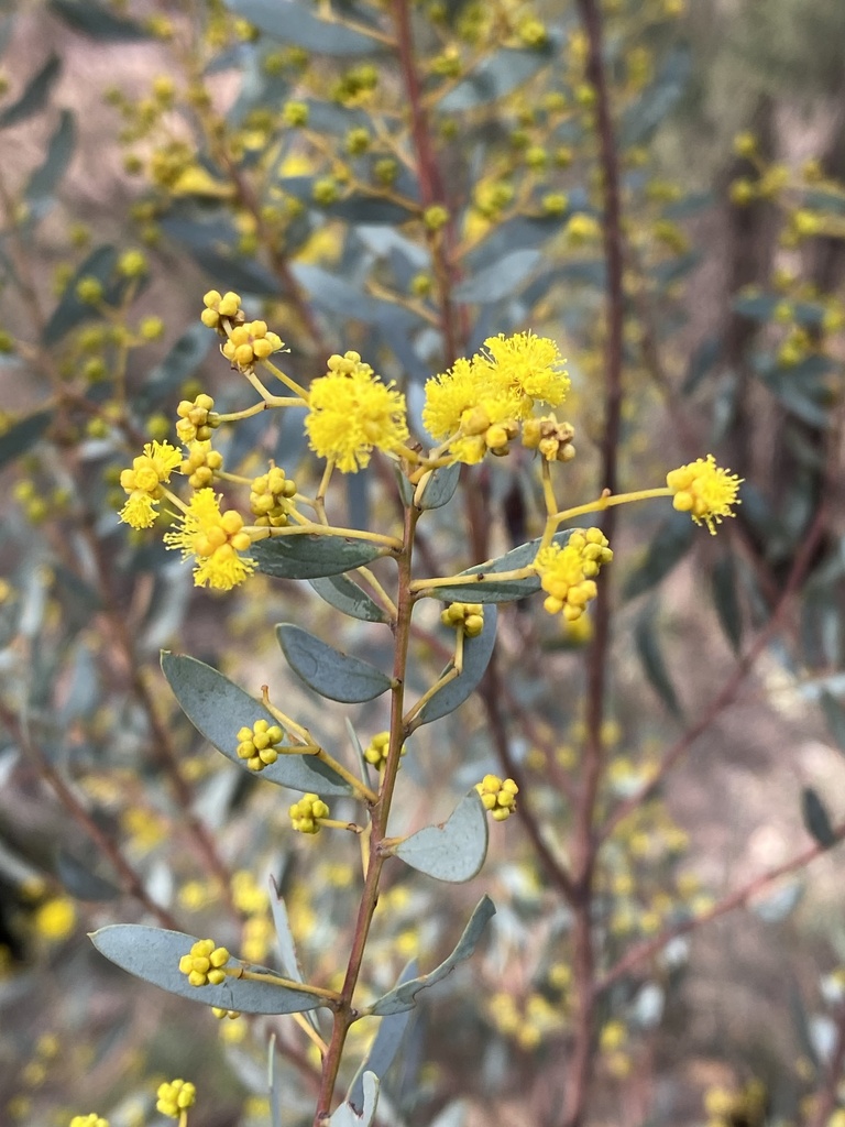 box-leaved wattle from Barryrennie Rd, Cowra, NSW, AU on July 17, 2024 ...