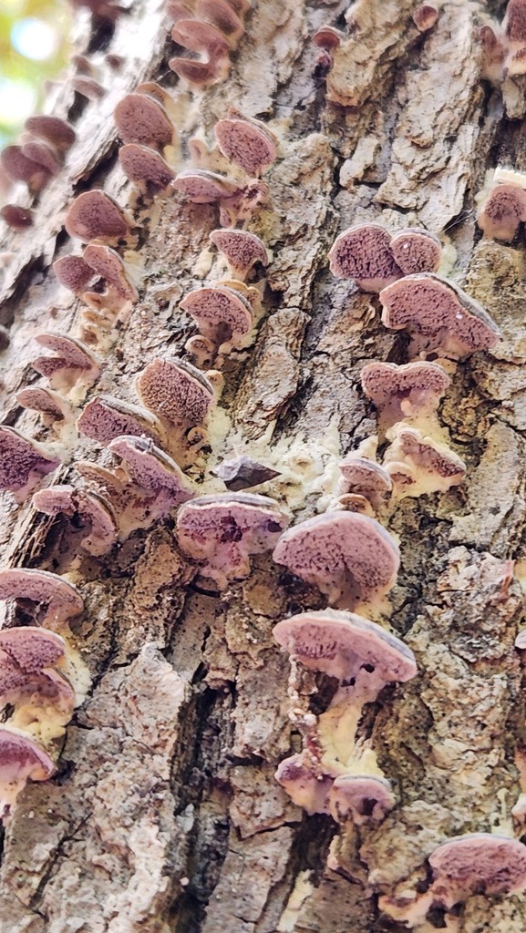 violet-toothed polypore from Prince George's County, MD, USA on ...