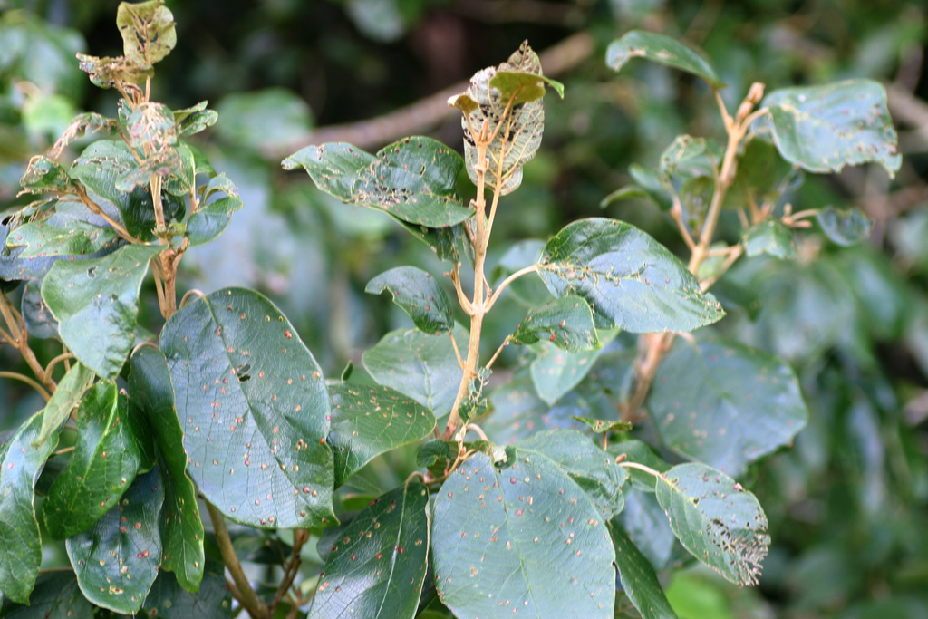 white beech from Egerton NR, Montville QLD, Australia on June 6, 2009 ...