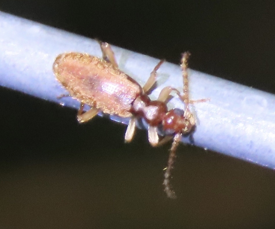 Cucujiform Beetles from North Island / Te Ika-a-Māui, Rotorua, Bay of ...