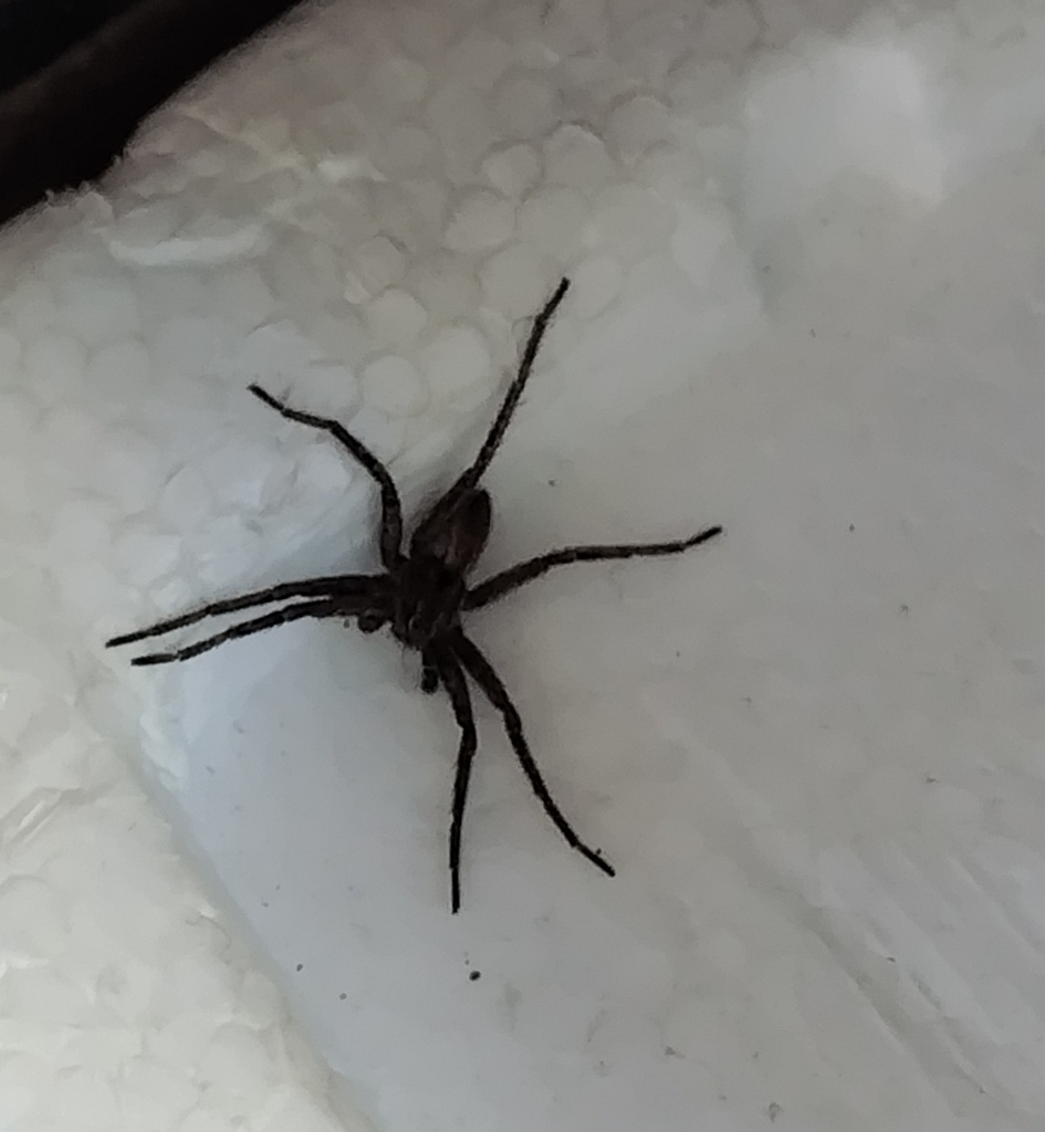 RTA Clade Spiders from 日本、〒206-0015 東京都多摩市落川1248−1 まほろば21 on November 4 ...