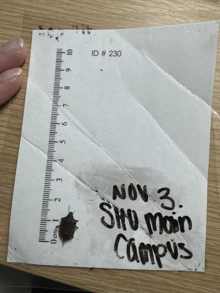 Brown Marmorated Stink Bug from Park Ave, Bridgeport, CT, US on ...