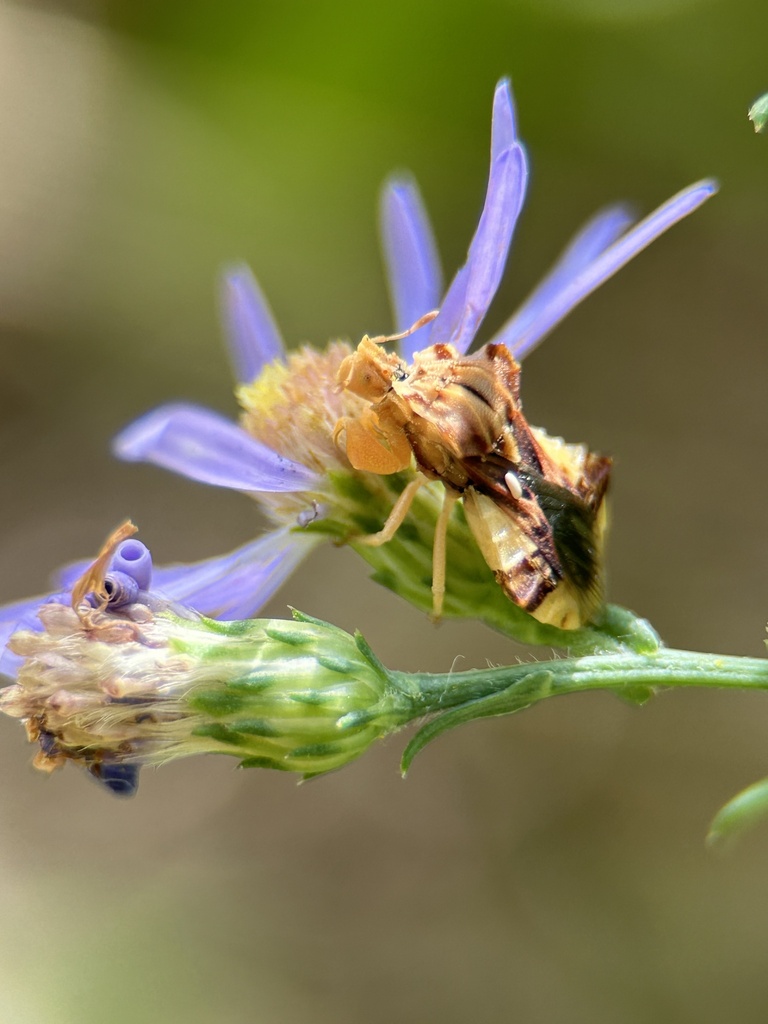 Jagged Ambush Bugs from Briarcliff Greenway Park, Kansas City, MO, US ...