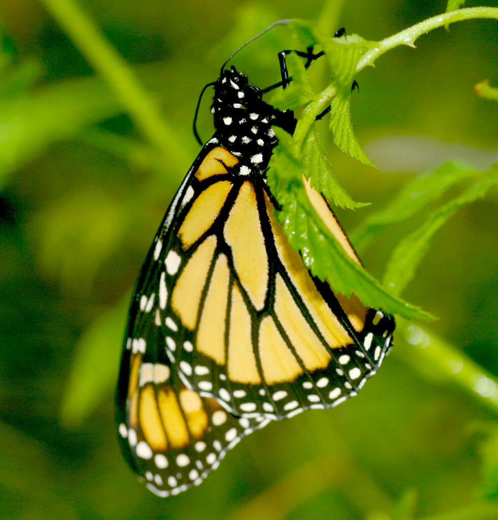 Monarch from Egerton NR, Montville QLD, Australia on June 7, 2009 at 08 ...