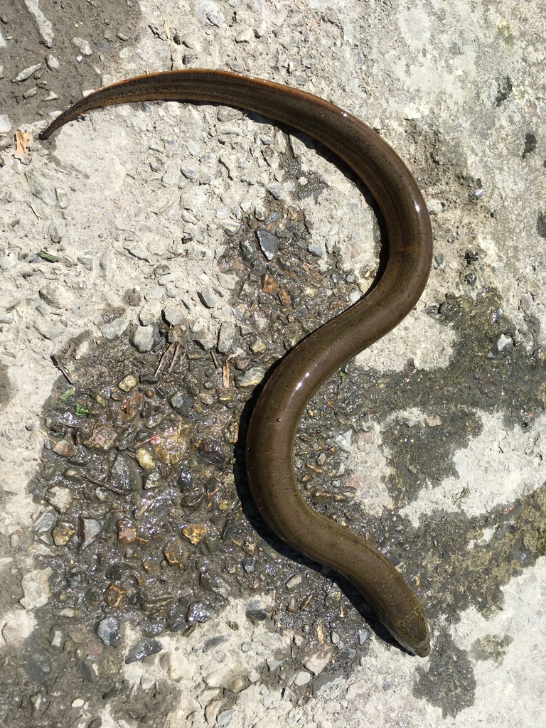 Swamp Eels (Synbranchiformes) - Marine Life Identification