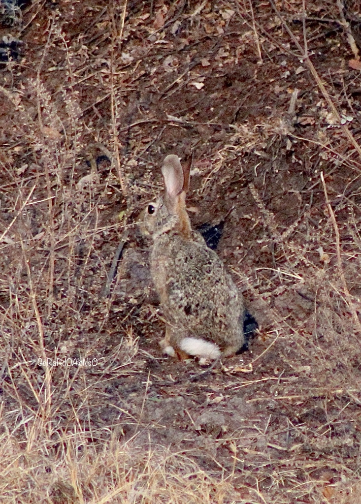 Mexican Cottontail from Amozoc, Pue., México on April 19, 2024 at 05:57 ...