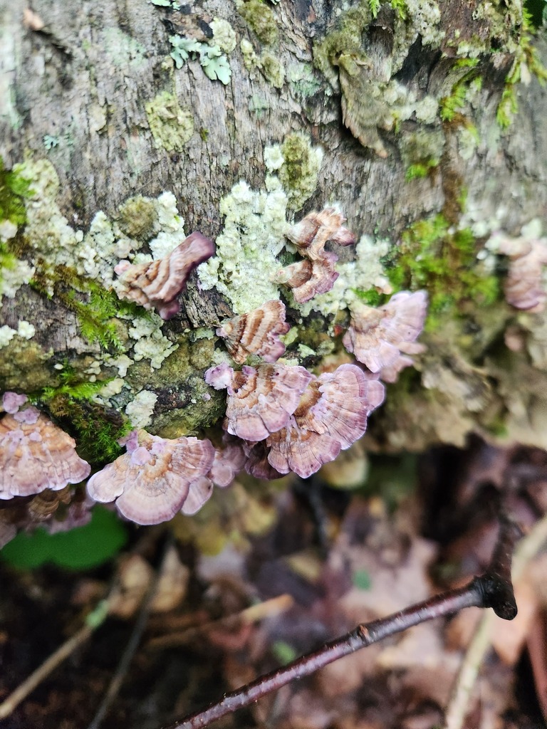 violet-toothed polypore from Boone, NC, USA on June 27, 2023 at 11:25 ...
