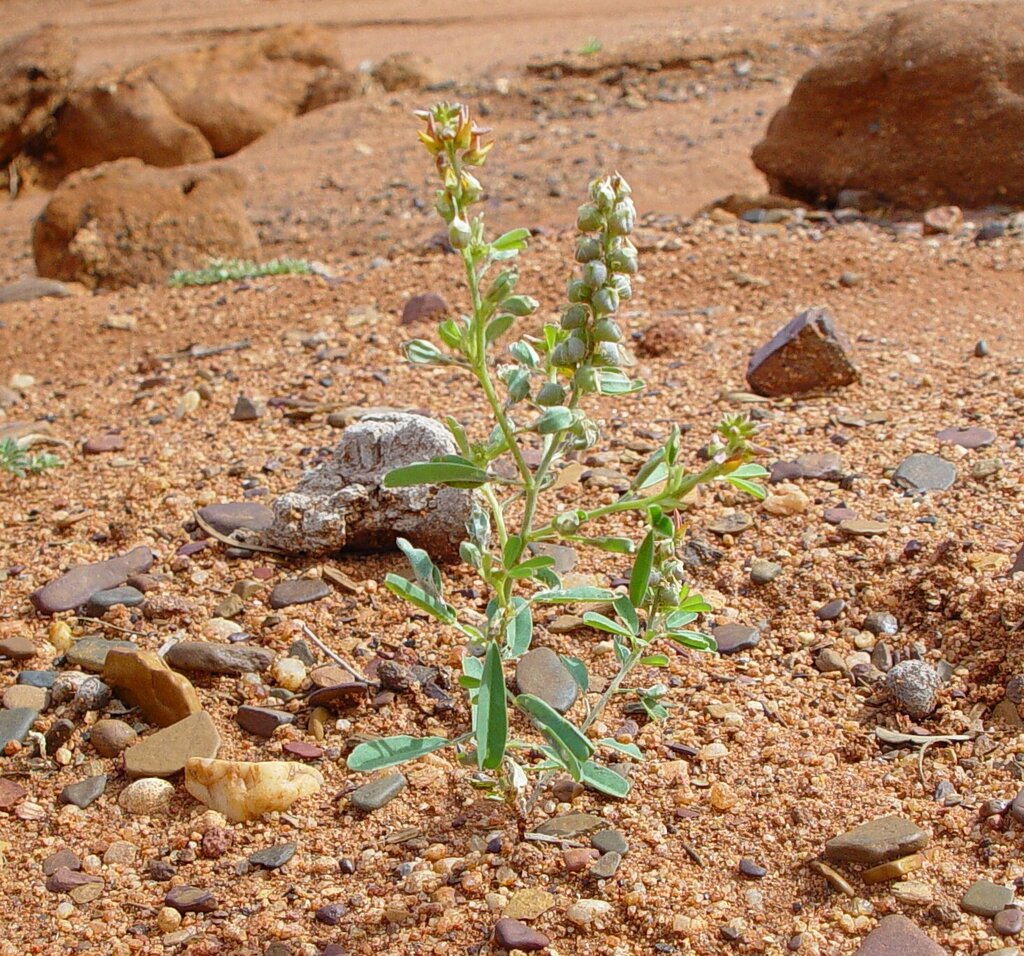 Crotalaria medicaginea neglecta from East Lyons River WA 6705 ...
