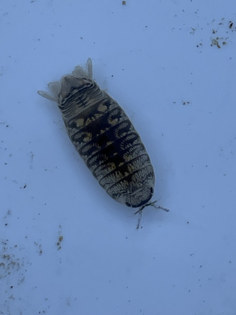 Harford's Isopod from Pacific Grove Recreational Trail, Pacific Grove ...