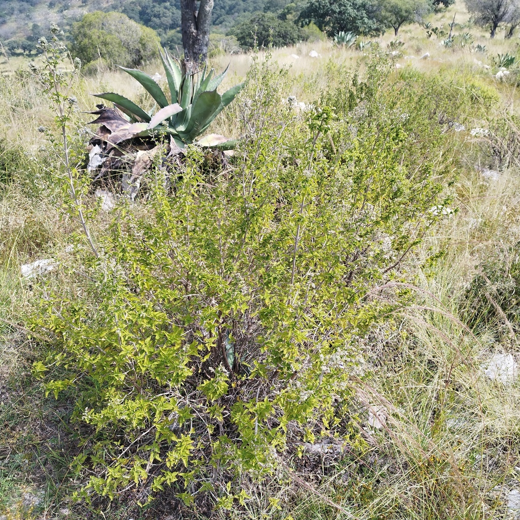 Grape-scented Sage from Amozoc, Pue., México on November 3, 2024 at 12: ...