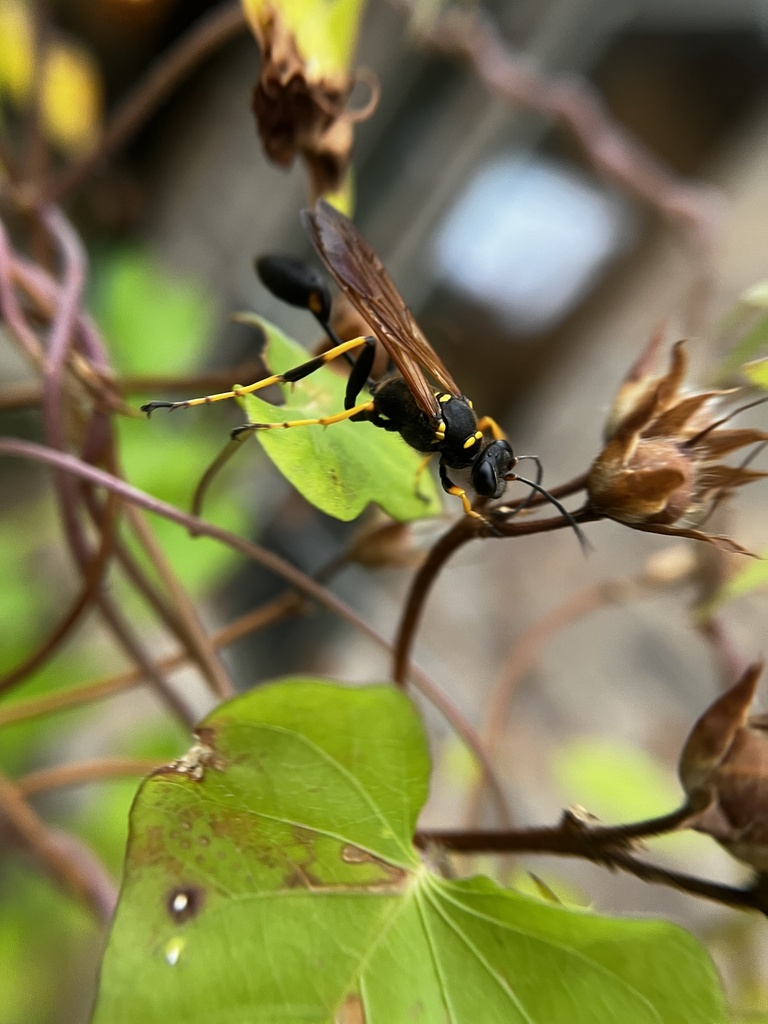Yellow-legged Mud-dauber Wasp from Horizon Trace Dr, Azle, TX, US on ...