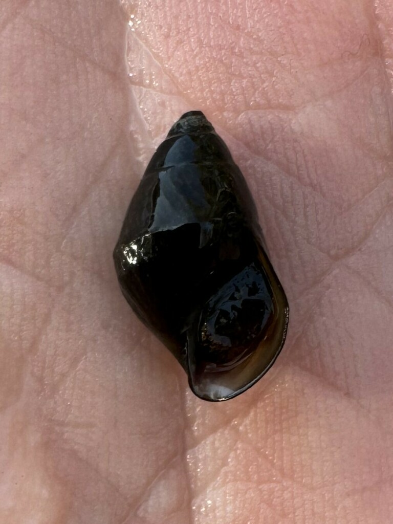 Warty Rocksnail from Cypress Creek, Wildwood Park, Florence, Lauderdale ...