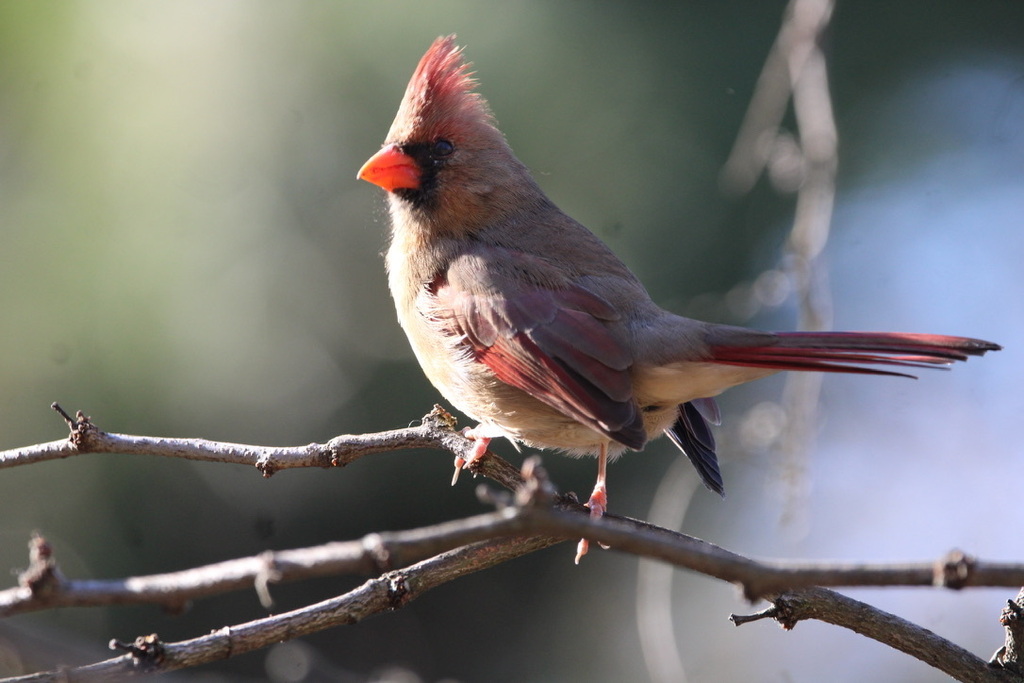 Northern Cardinal from Fort George, New York, NY, USA on November 3 ...