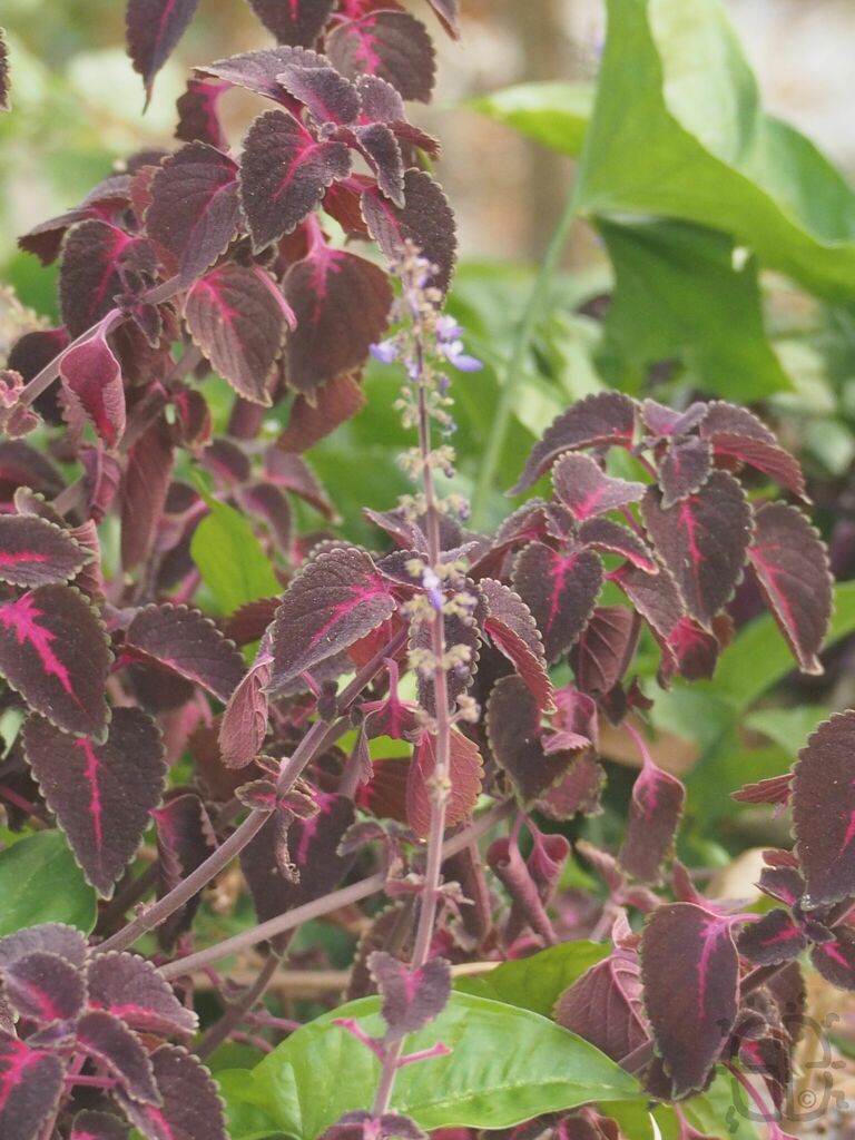 Coleus from Fu Tei Au, Sheung Shui, Hong Kong on November 2, 2024 at 03 ...