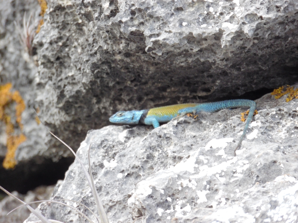 Minor Lizard from 79554 Valle de los Fantasmas, S.L.P., México on ...