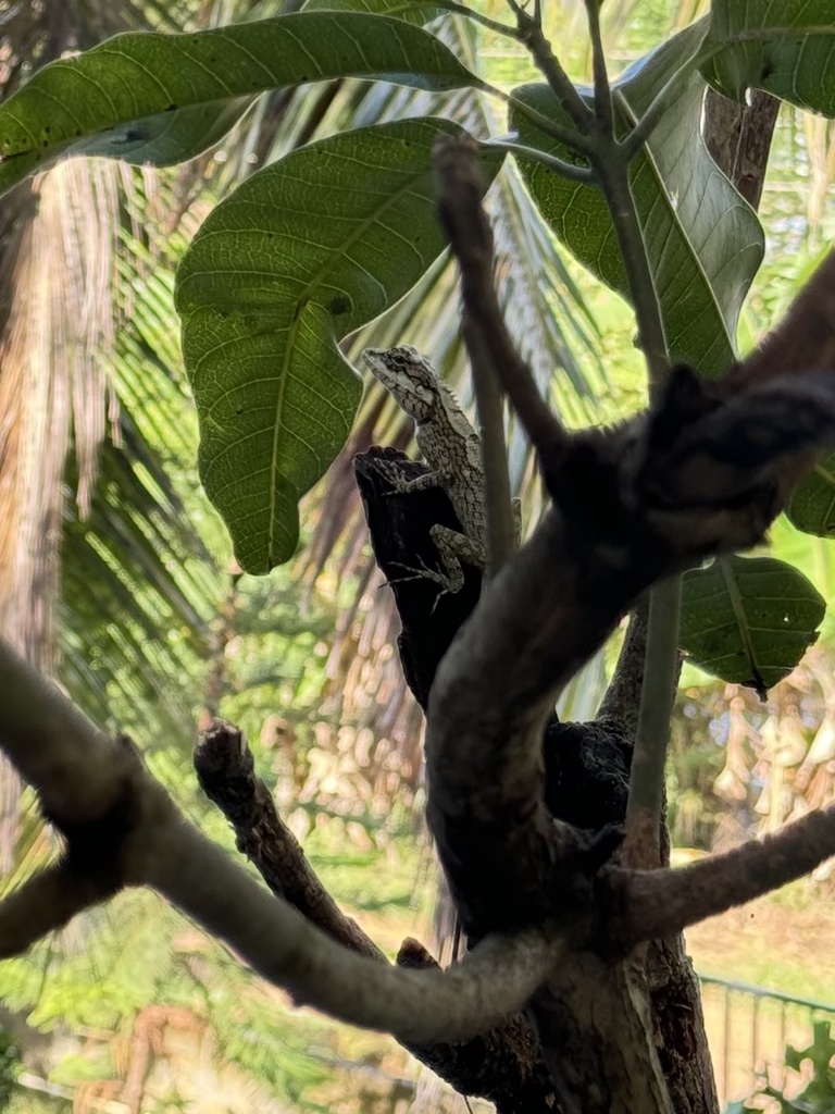 Painted-lip Lizard from Cejlon, Провинция Юва, LK on November 4, 2024 ...