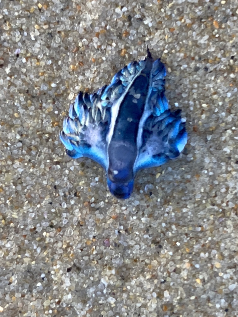 Glaucilla bennettae from Coral Sea, Bilinga, QLD, AU on November 3 ...