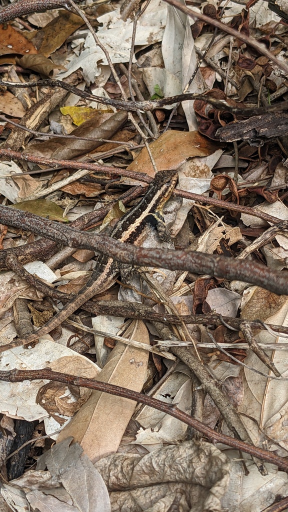 Rose-bellied Lizard from Altagracia, Nicaragua on November 3, 2024 at ...