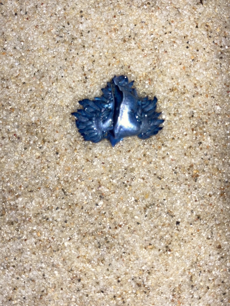 Glaucilla bennettae from Coral Sea, Coolangatta, QLD, AU on November 3 ...