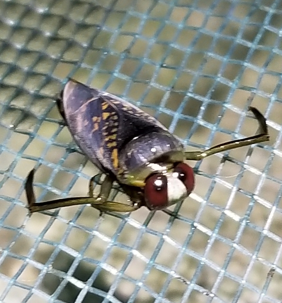 Notonecta irrorata in November 2024 by Kristin A. Bakkegard · iNaturalist