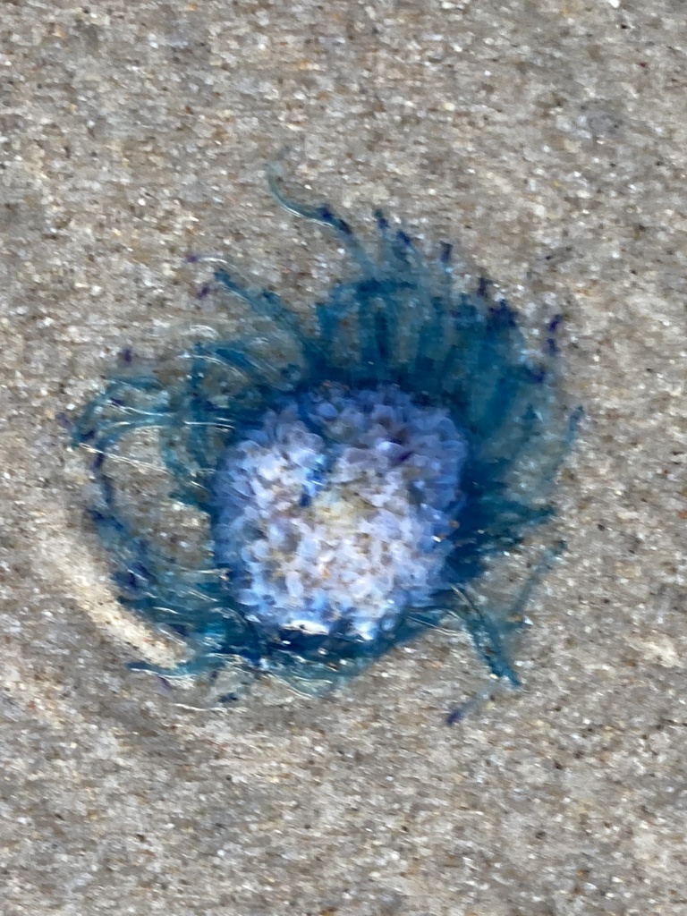 Blue Button from Coral Sea, Bilinga, QLD, AU on November 3, 2024 at 05: ...