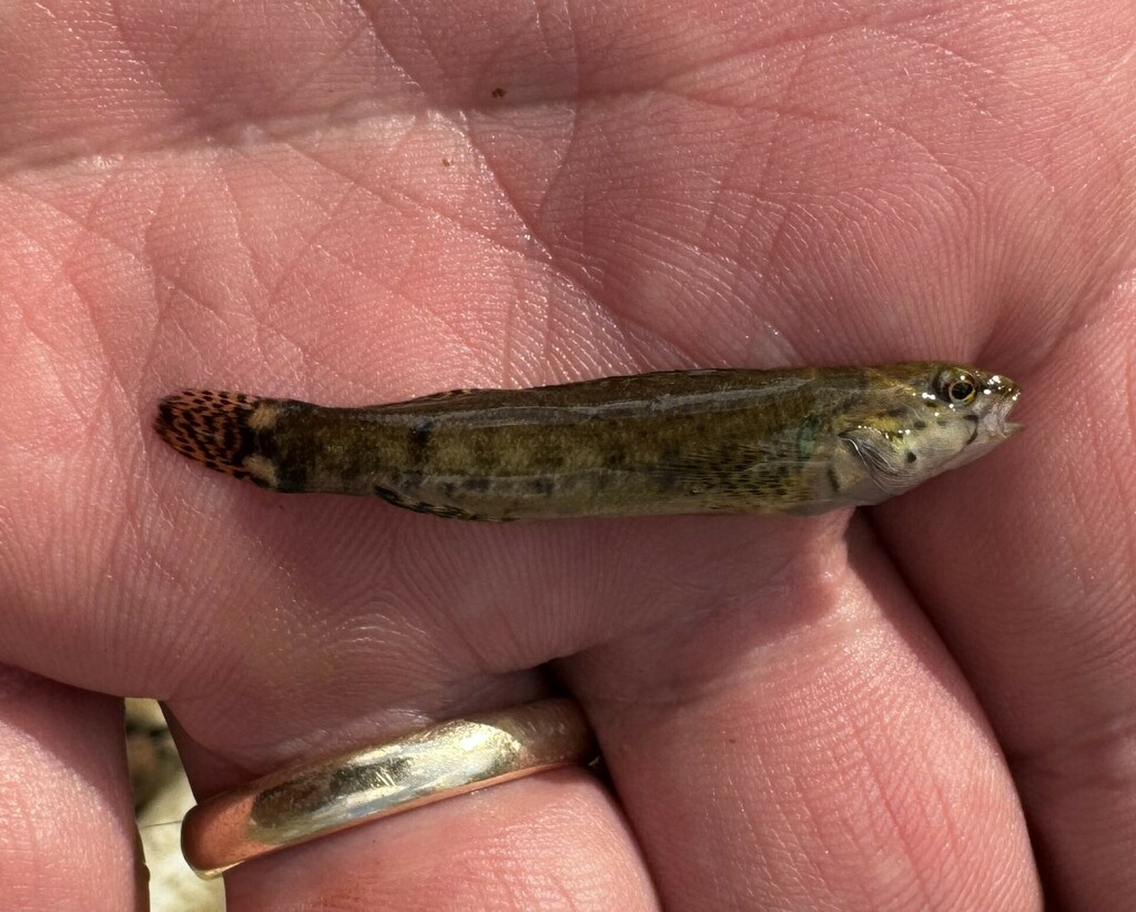 Redline Darter from Butler Creek, end of Co. Rd. 302, Lauderdale County ...
