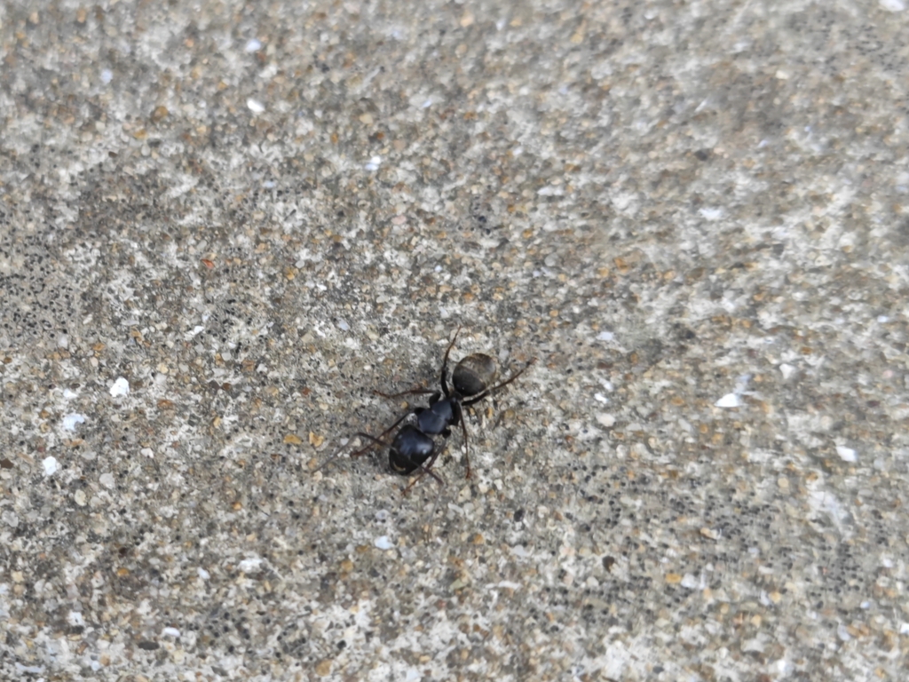 Japanese Carpenter Ant from Zhoushan, CN-ZJ, CN on November 4, 2024 at ...