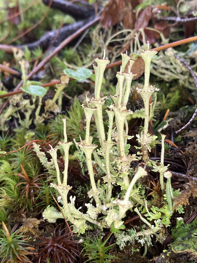 Ladder Lichen from Clackamas County, US-OR, US on November 3, 2024 at ...