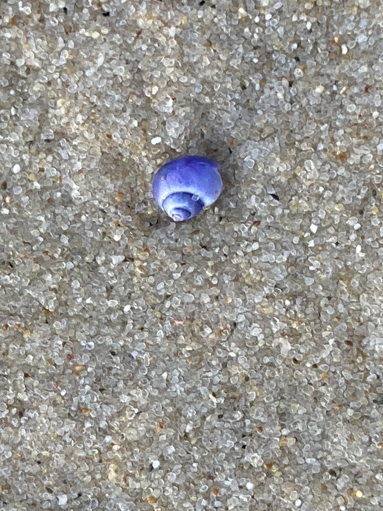 Violet Sea Snail from Coral Sea, Bilinga, QLD, AU on November 3, 2024 ...